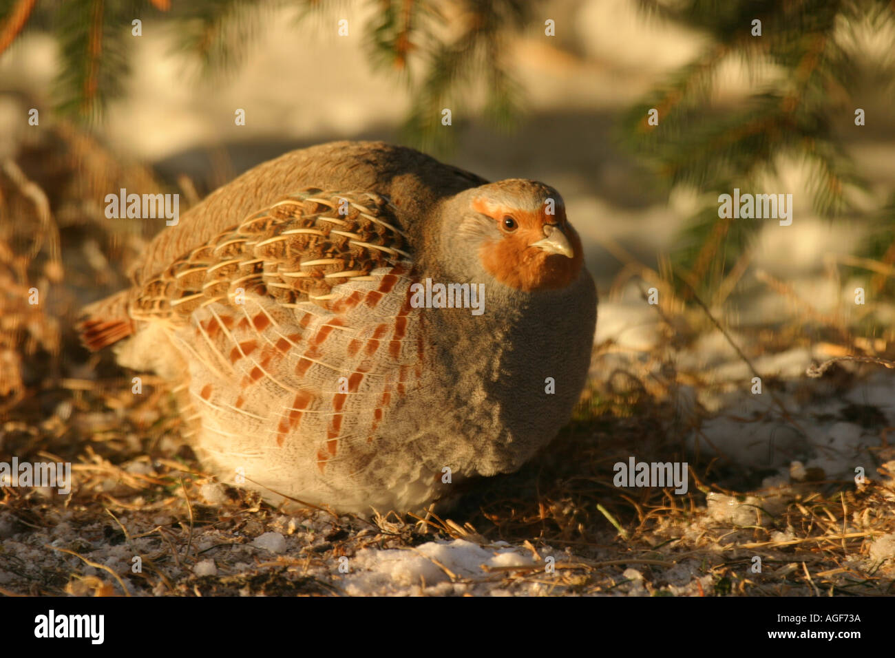 Hungarian partridge hi-res stock photography and images - Alamy