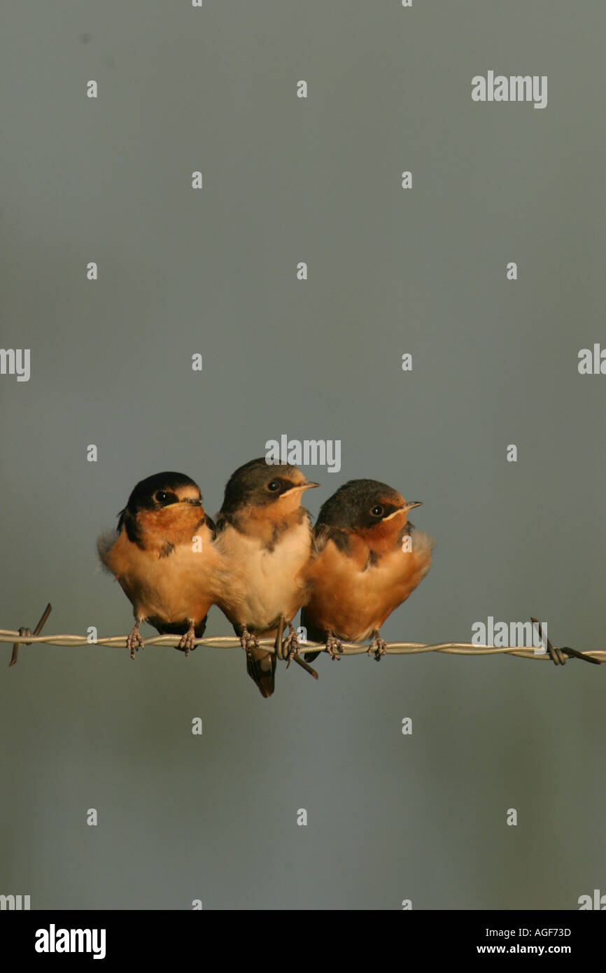 Baby barn swallows on wire Stock Photo - Alamy