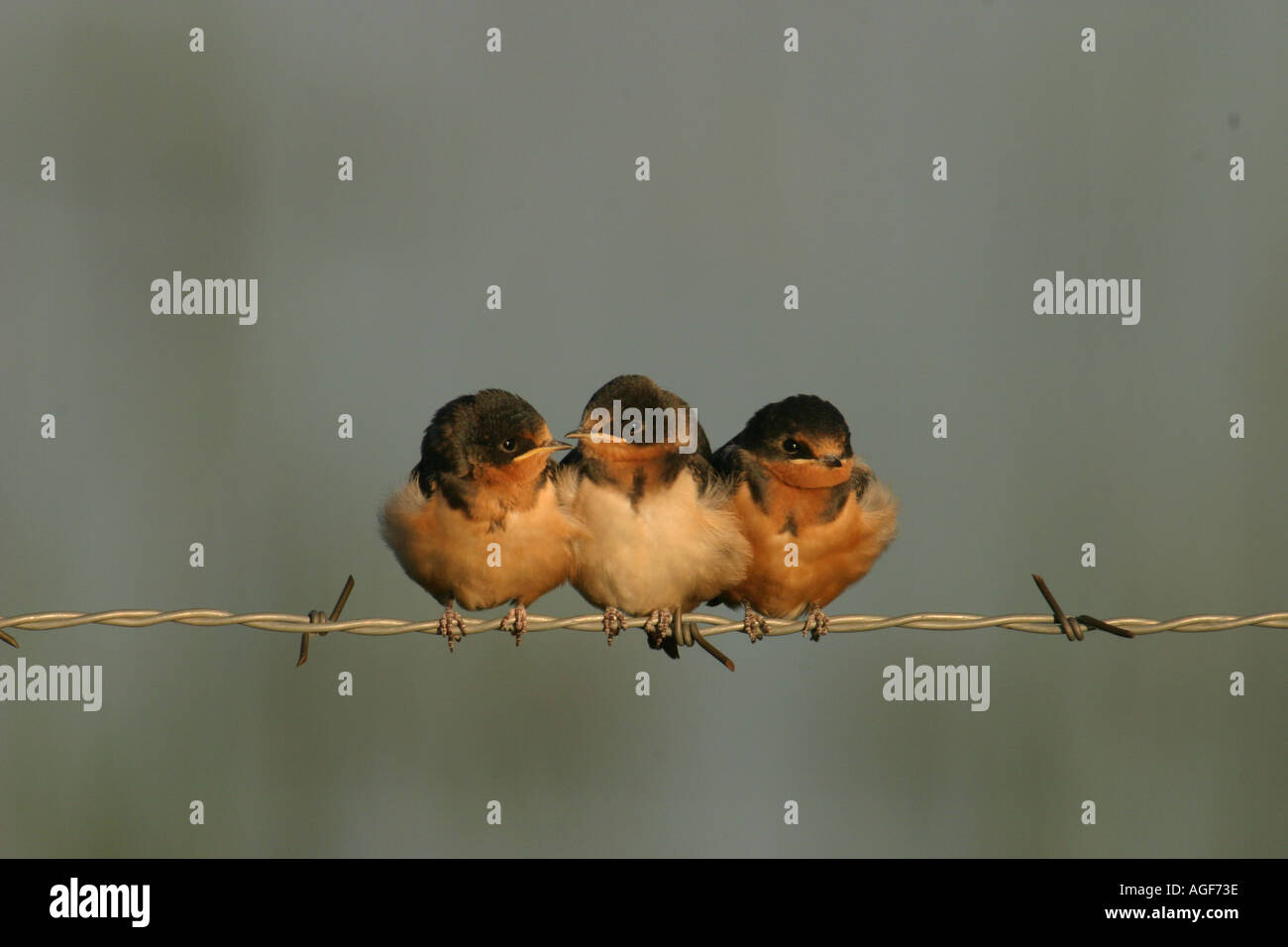 Baby barn swallows on wire Stock Photo - Alamy