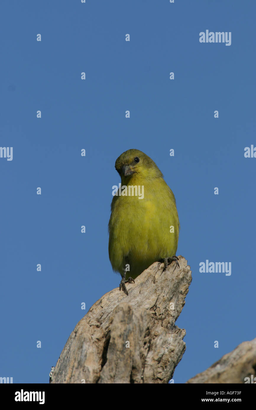 Common goldfinch female Carduelis tristis Stock Photo - Alamy
