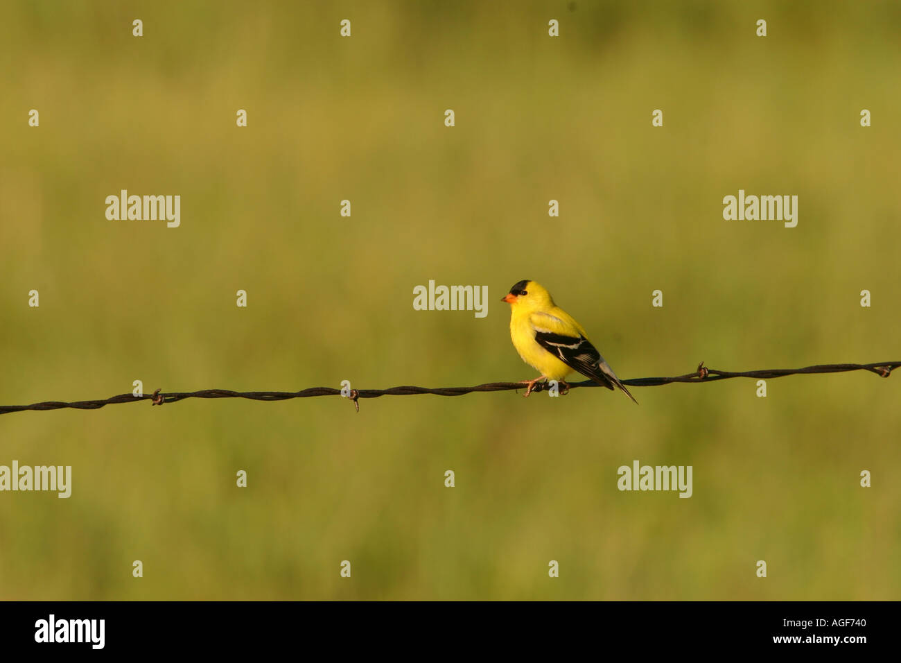Male common goldfinch on wire Stock Photo - Alamy