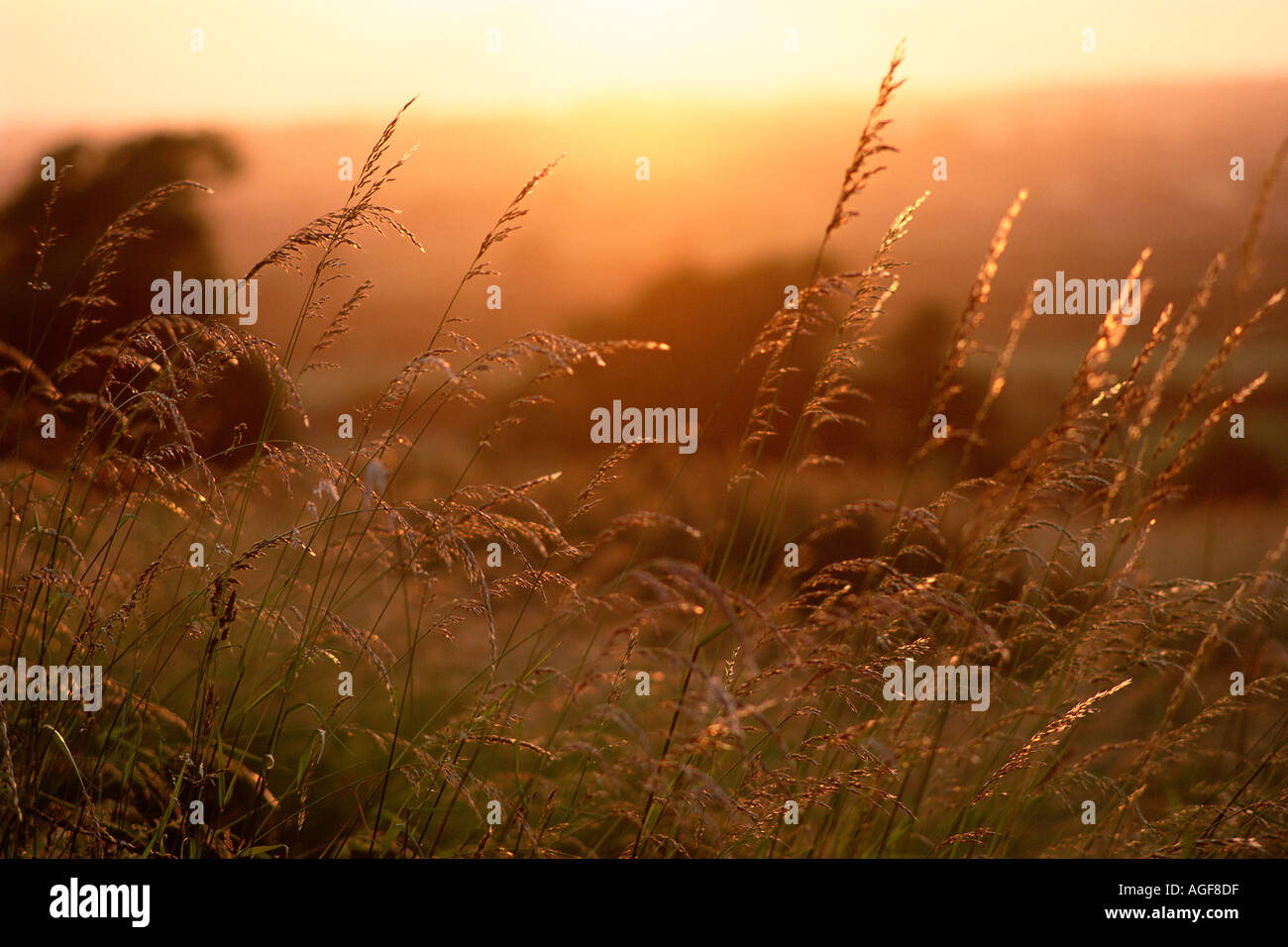 Grasses at sunset Stock Photo - Alamy