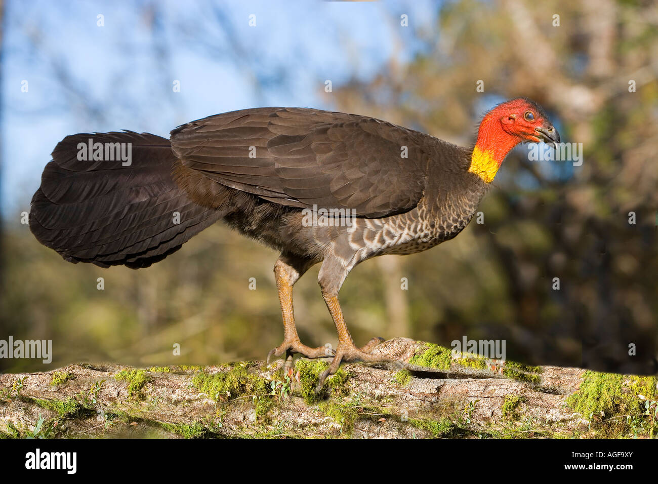 Australian brush turkey (Alectura lathami), Queensland, Australia Stock ...
