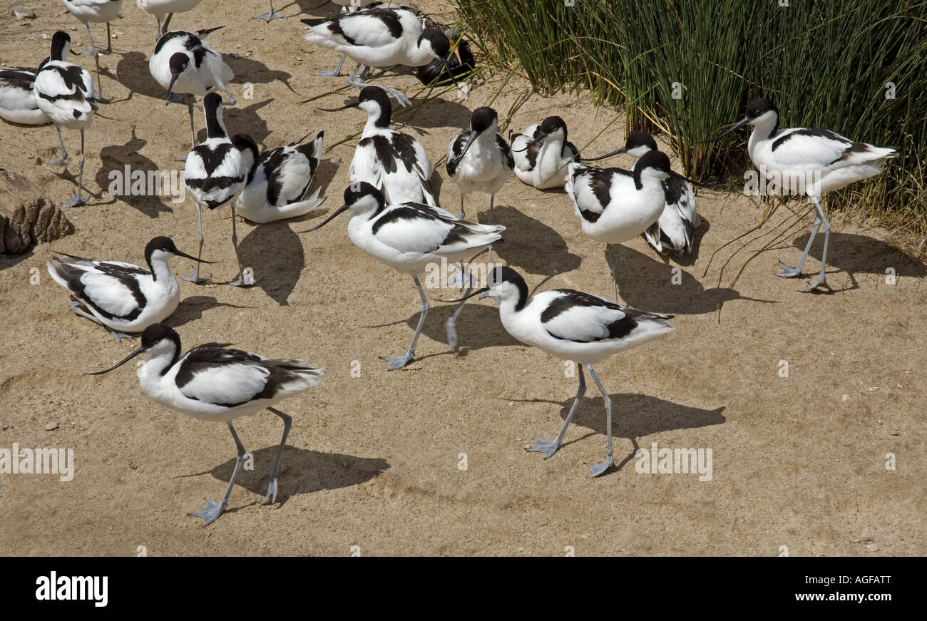 Group of avocets on esturial mudflats, South Devon Stock Photo - Alamy