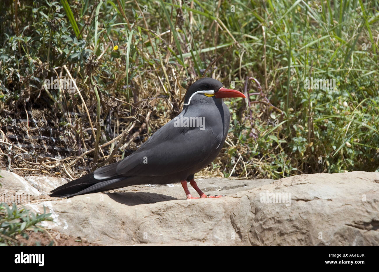 Bearded Tern, native to coastal regions of Peru Stock Photo - Alamy