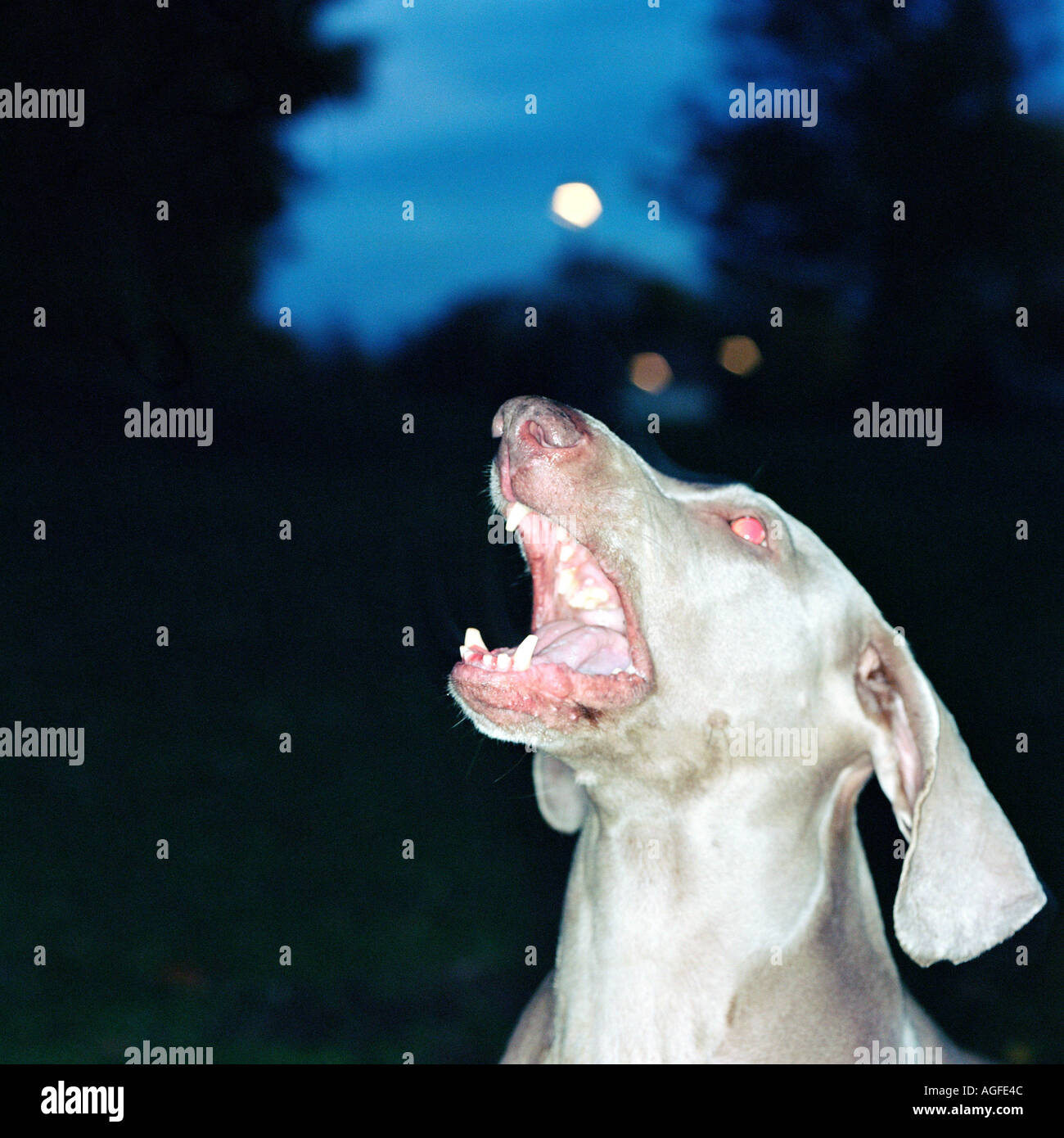 Dog barking and hi-res stock photography and images - Alamy