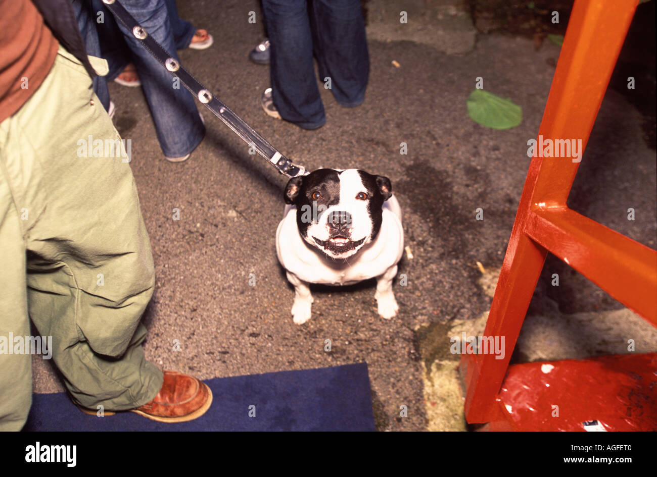 Dog at Prolifica party at Notting Hill Carnival London Stock Photo - Alamy