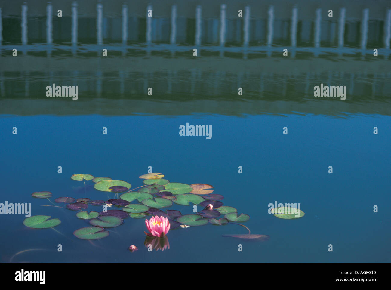 Ornamental reflecting pond Stock Photo - Alamy