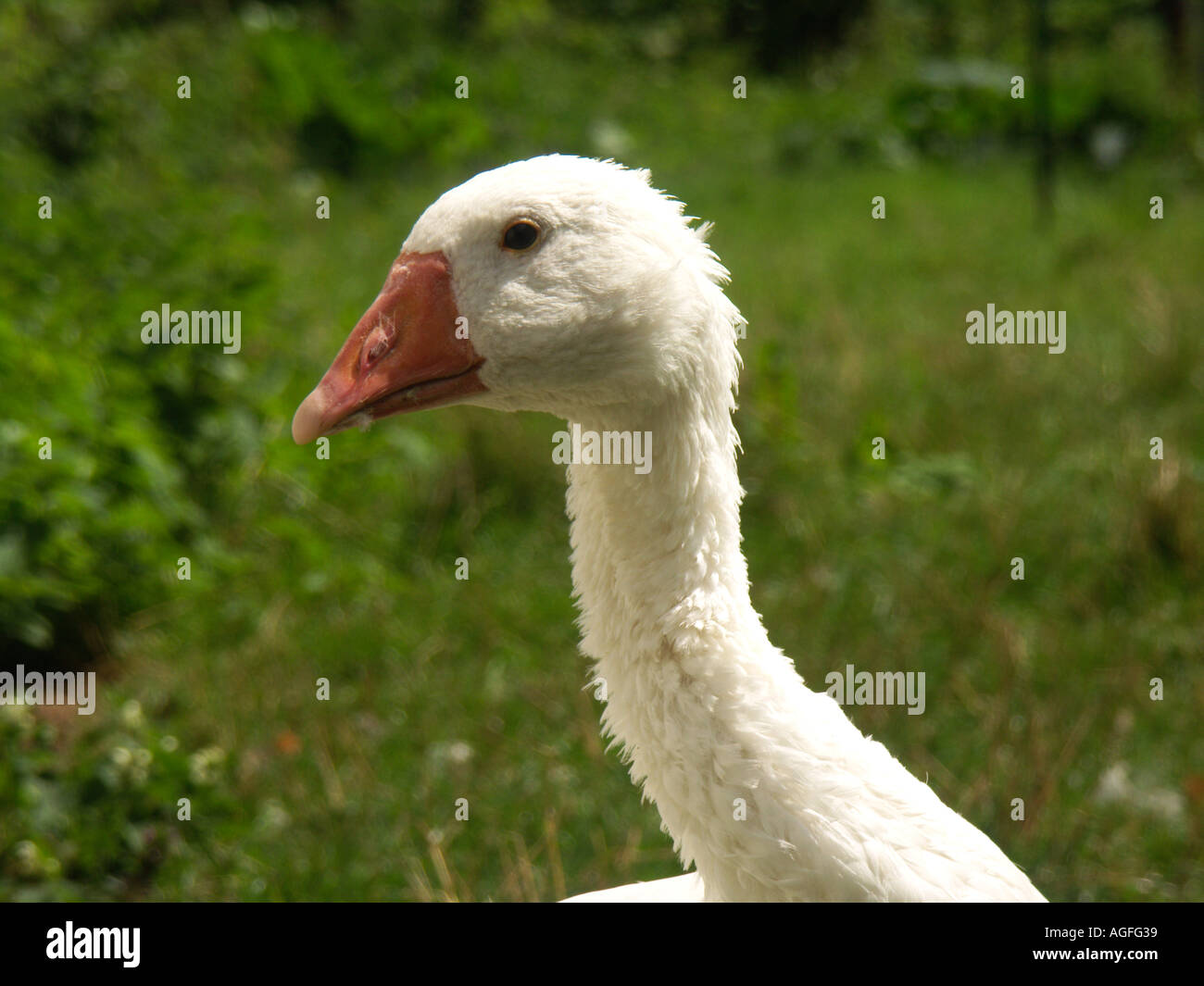 Gander goose hi-res stock photography and images - Alamy