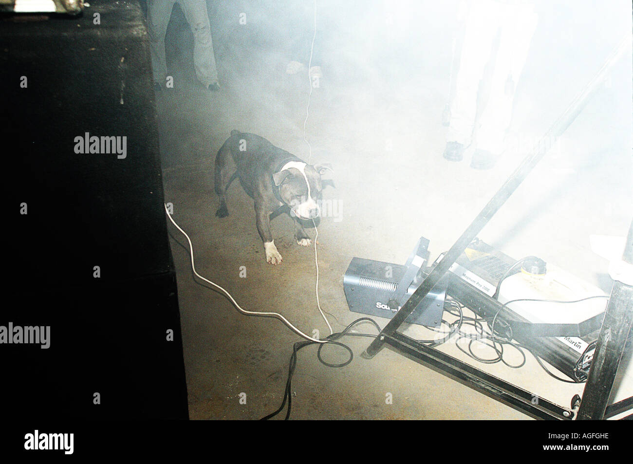 Dog on a string Stock Photo - Alamy