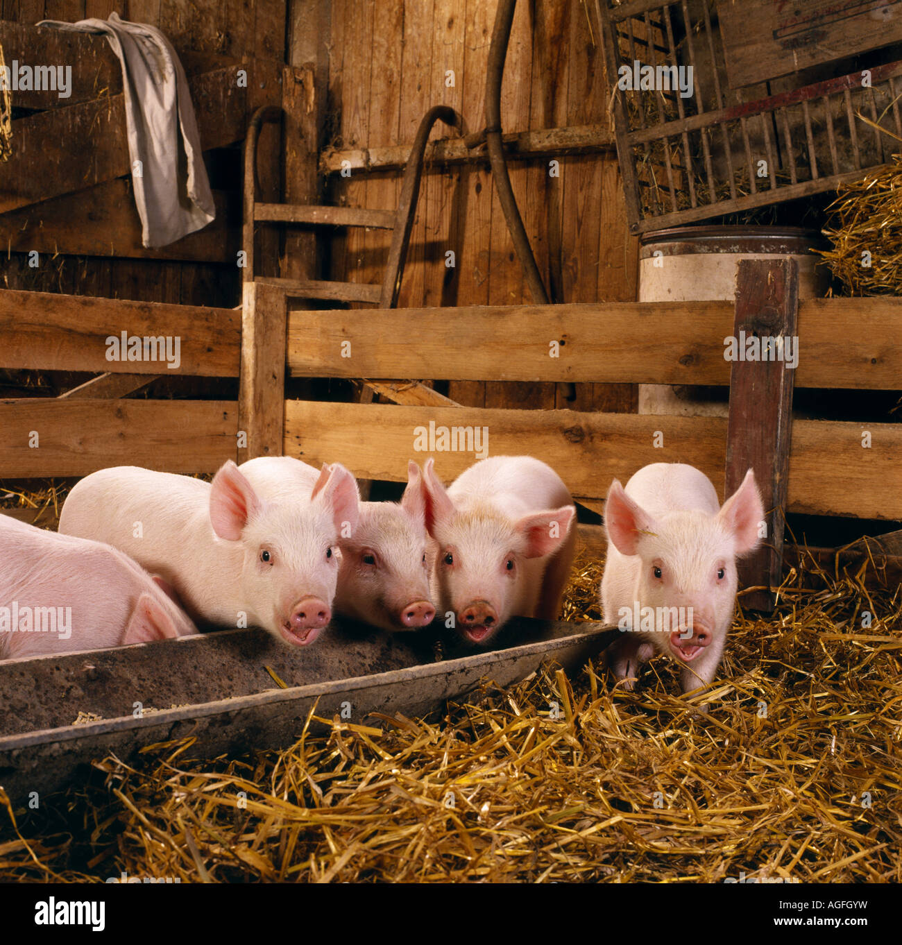 Clean piglets hi-res stock photography and images - Alamy