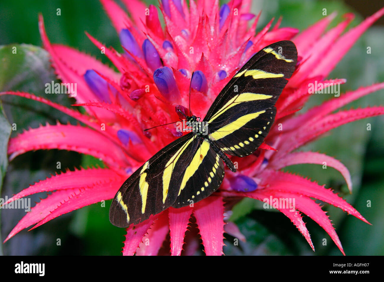 Zebra butterfly hi-res stock photography and images - Alamy