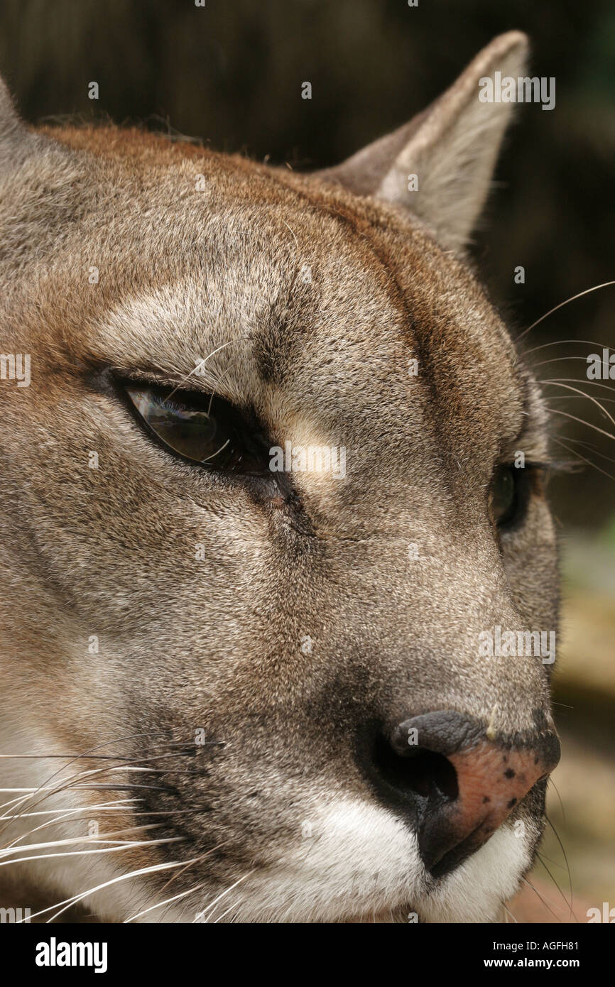 Puma cat animal hi-res stock photography and images - Alamy