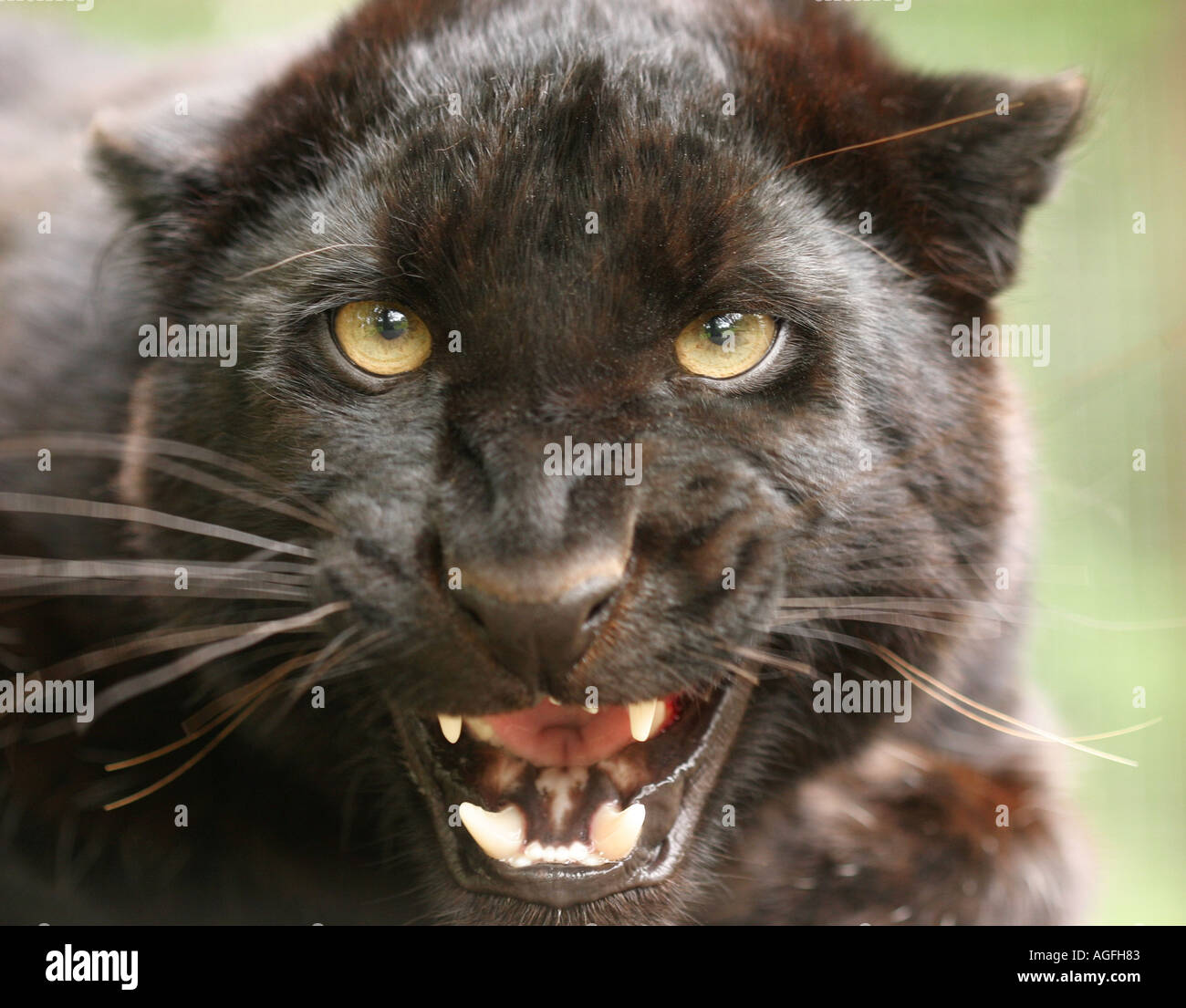 Black panther hi-res stock photography and images - Alamy