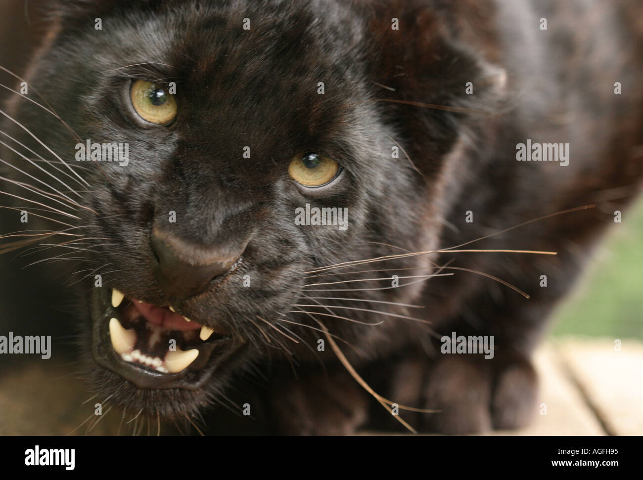Black panther hi-res stock photography and images - Alamy