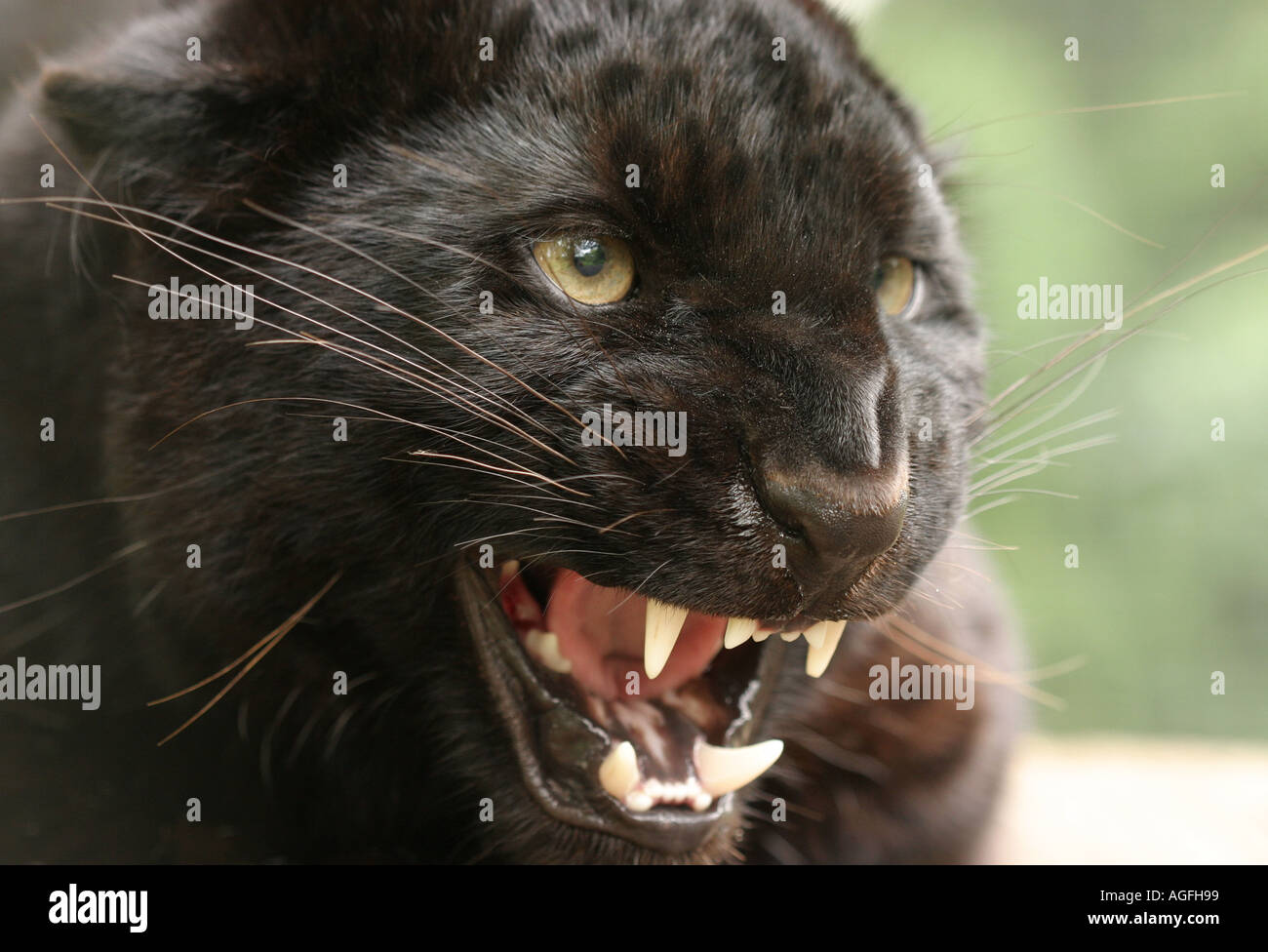 Growling Panther