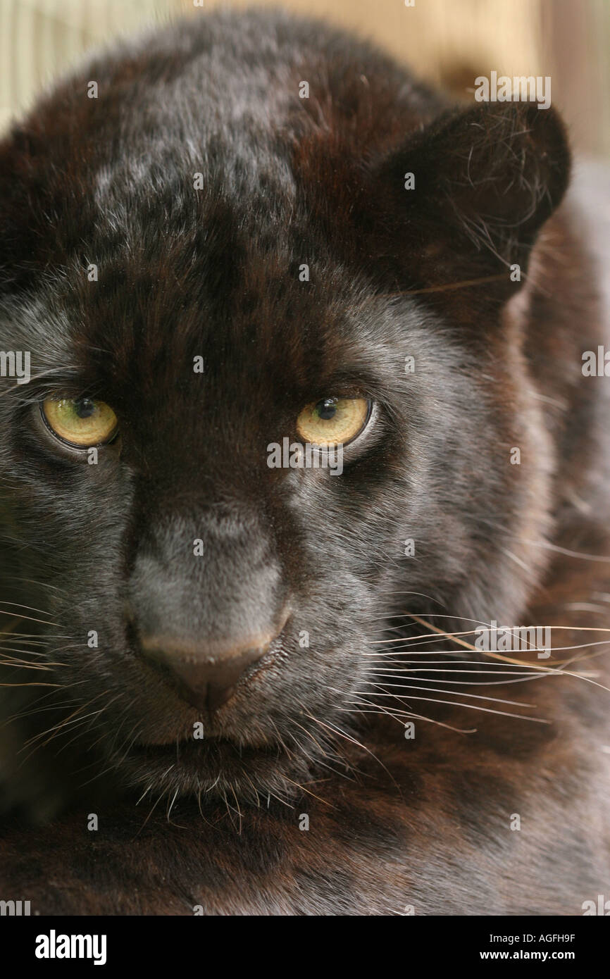 Black Panthers Animal Eyes