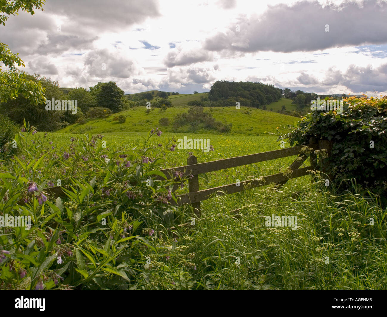 Perthshire summer countryside in Scotland Stock Photo - Alamy