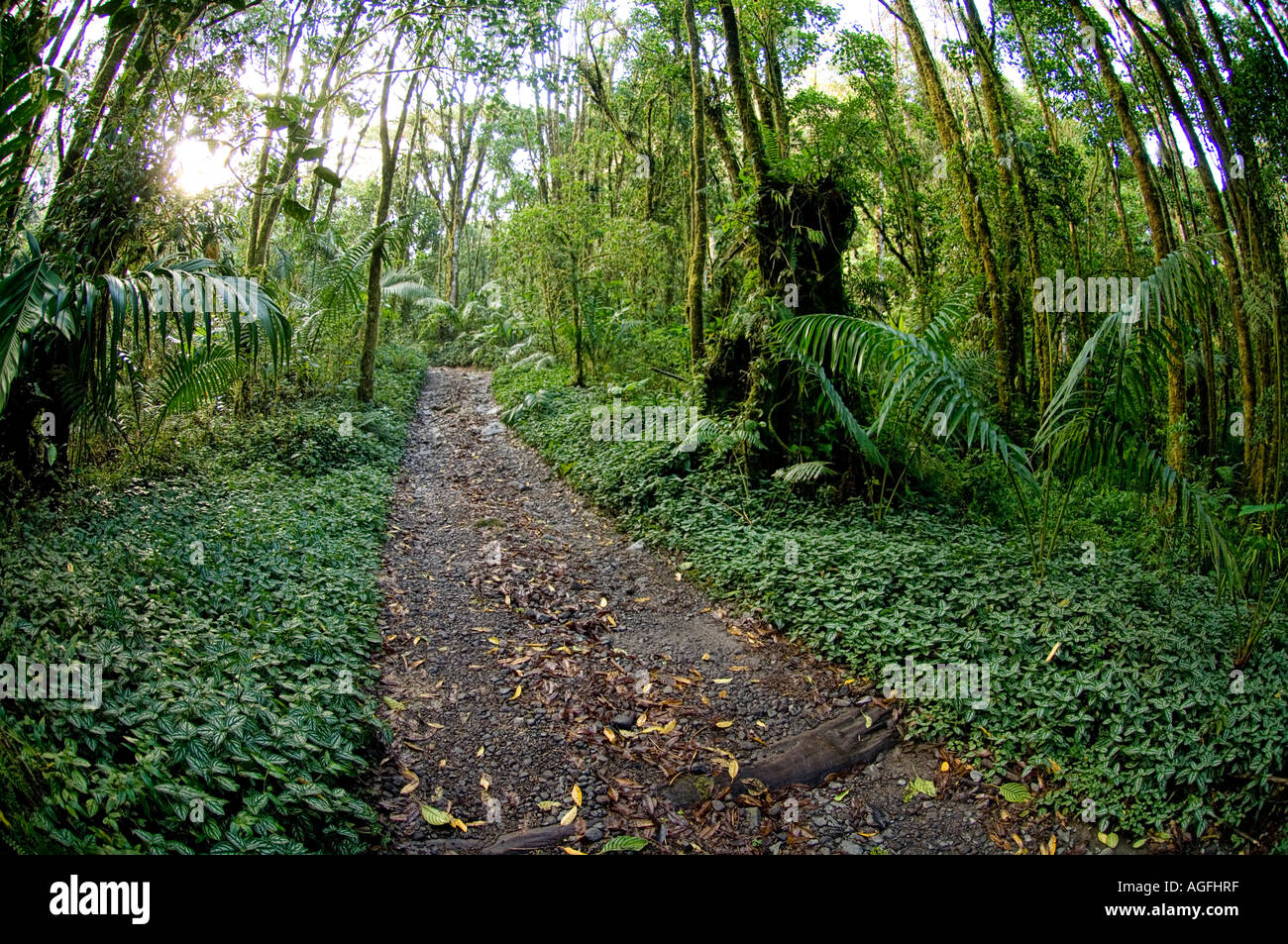 Jungle Path in Panama Stock Photo - Alamy