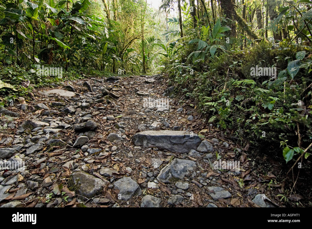 Jungle Path in Panama Stock Photo - Alamy