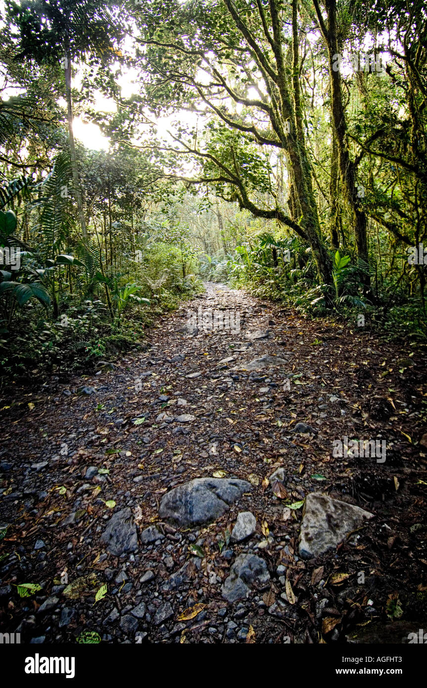 Jungle Path in Panama Stock Photo - Alamy