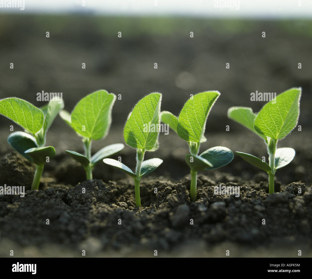 2 SOYBEANS ILLINOIS Stock Photo - Alamy