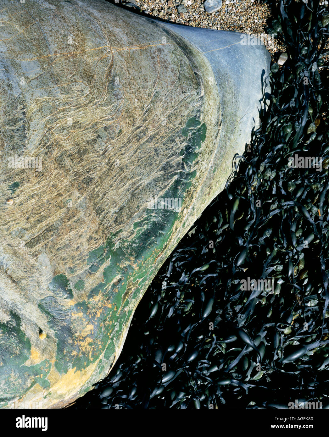 Flowing lines of seaweed form a curvacious composition against ...