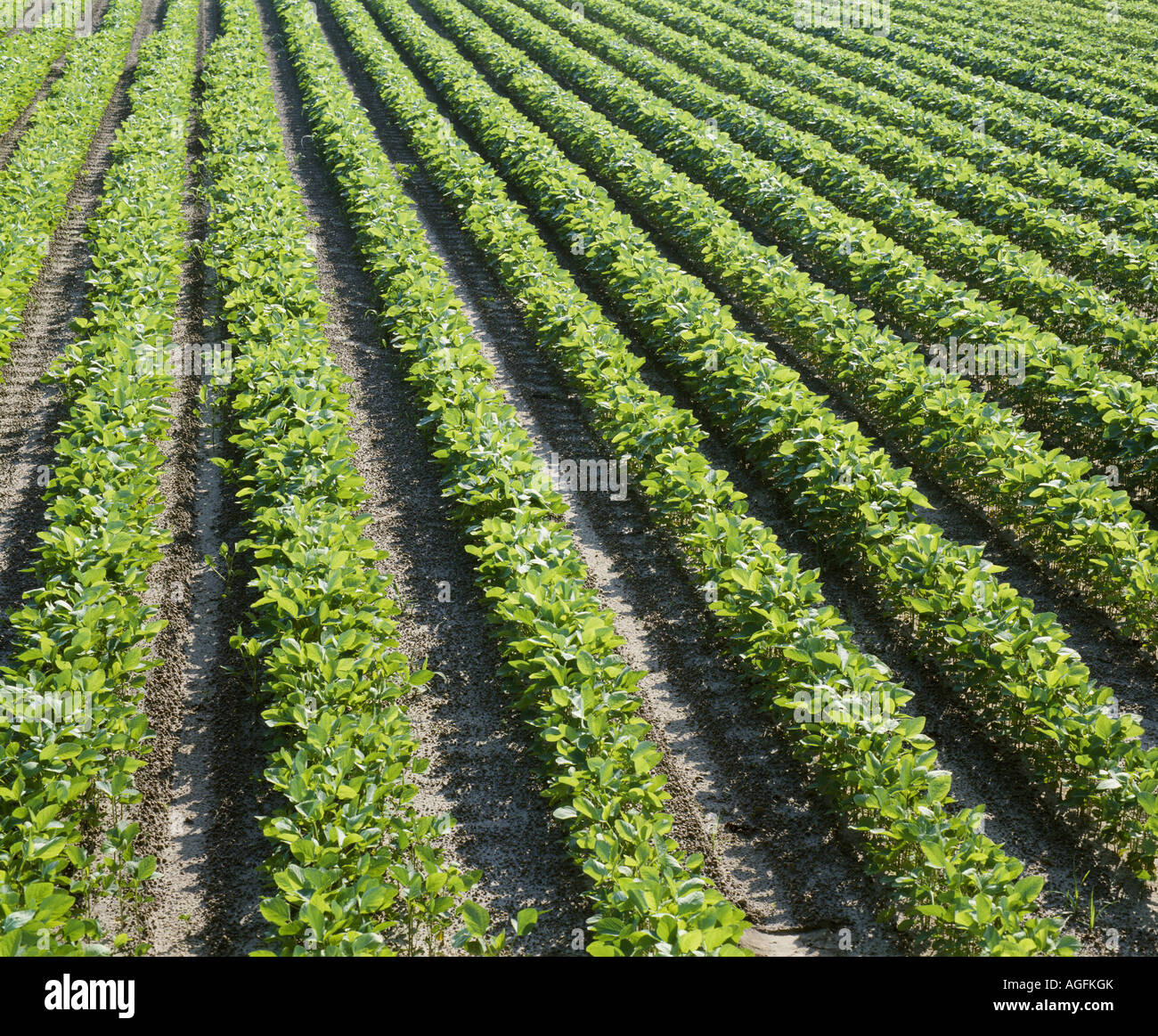 Soybean Field Stalk High Resolution Stock Photography and Images - Alamy
