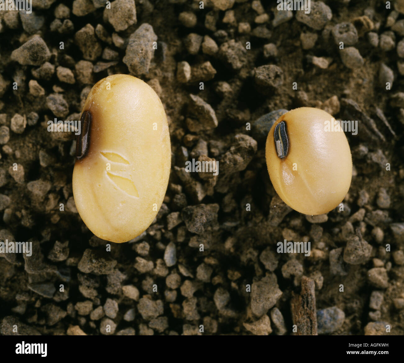 Imbibed stones hi-res stock photography and images - Alamy