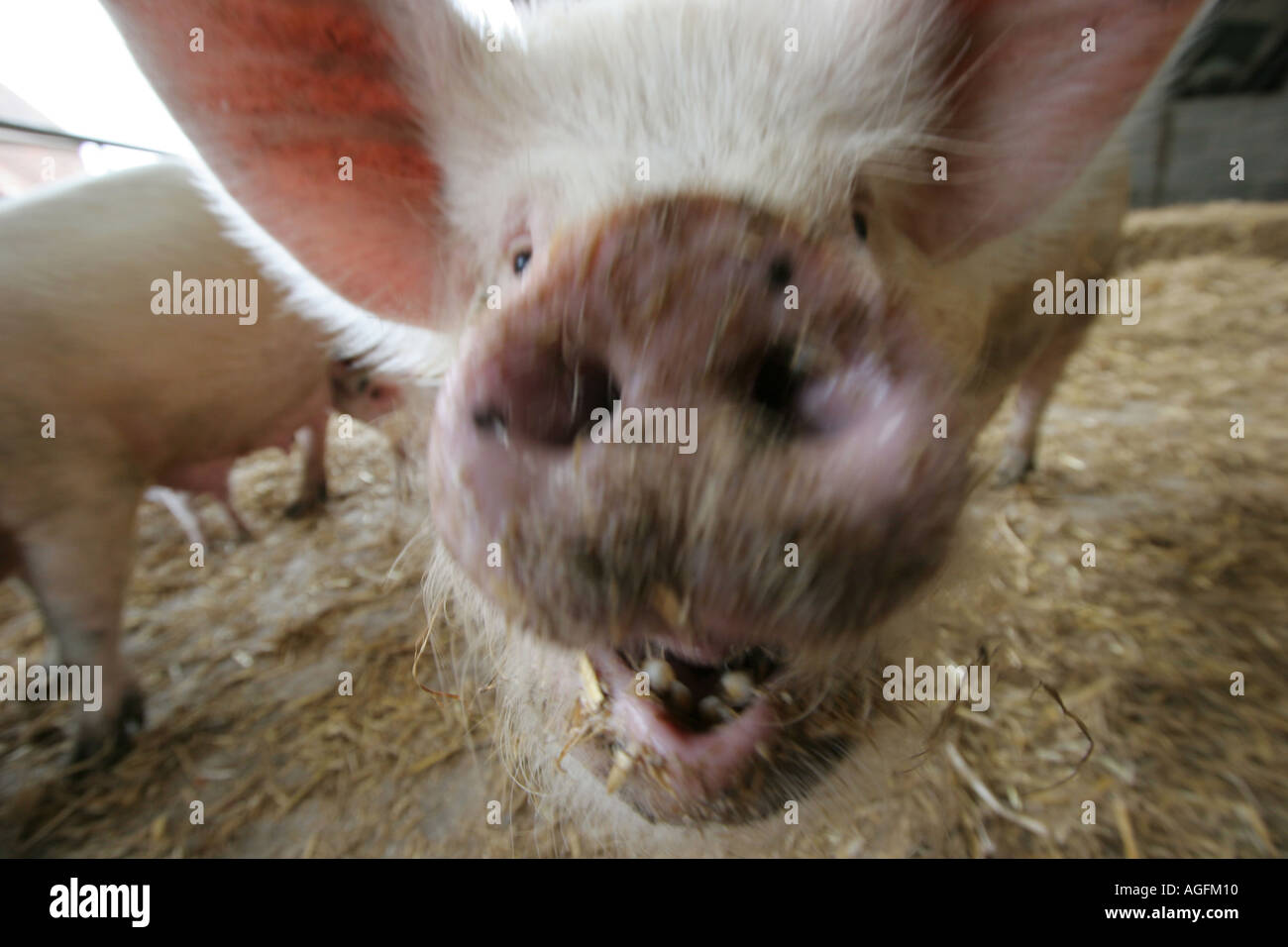 Pig with floppy ears hi-res stock photography and images - Alamy