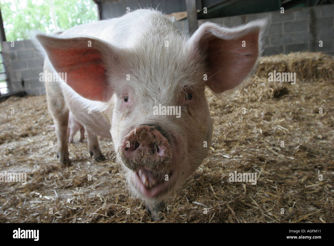 Pig in pen running to camera Stock Photo - Alamy