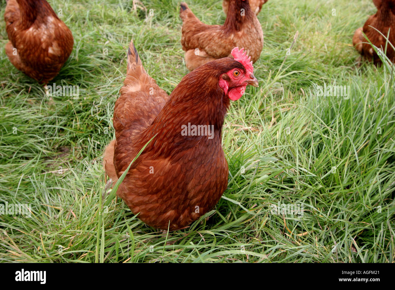 Free range chickens Shropshire UK Stock Photo - Alamy