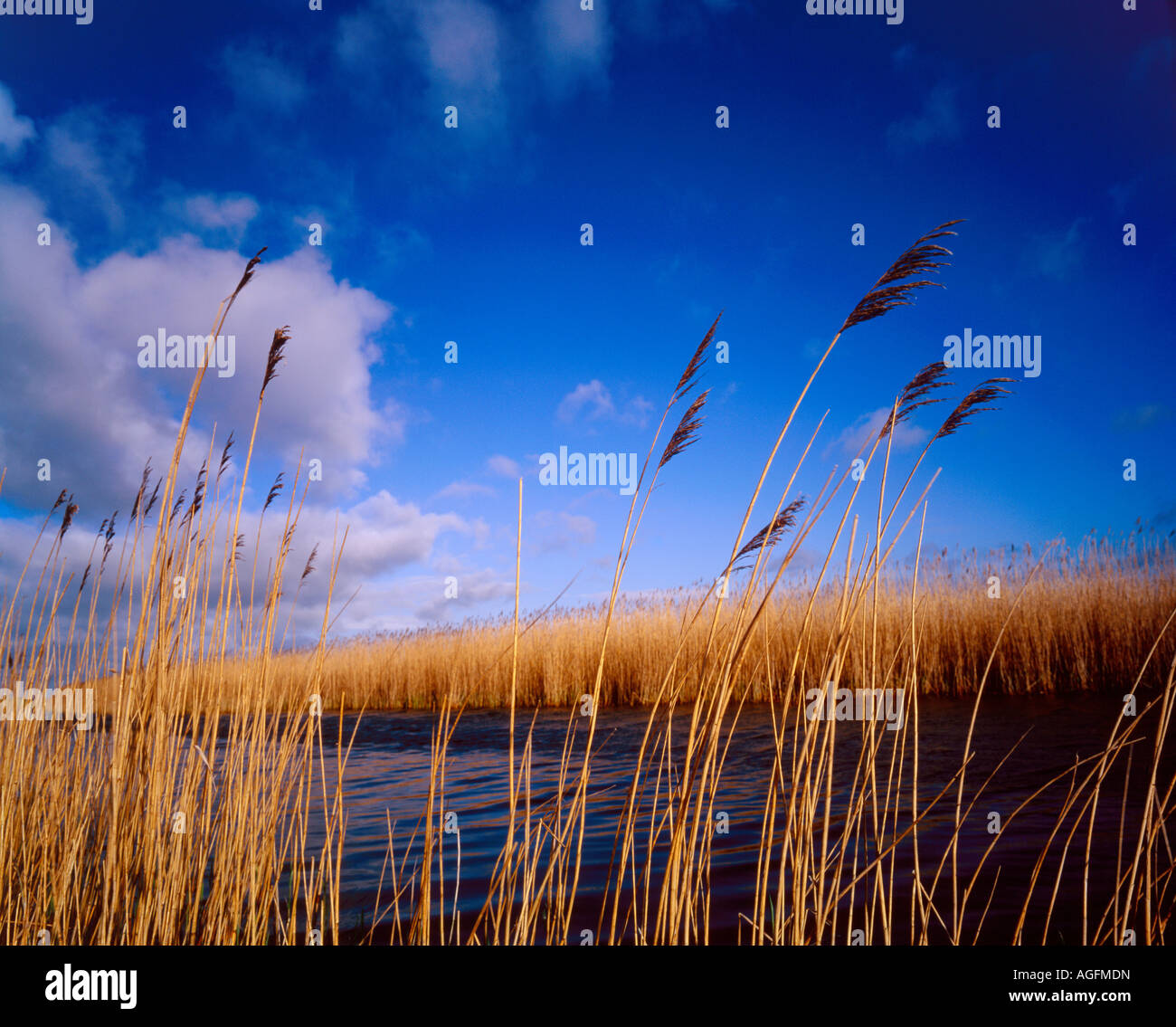 looking through rushes to the other side of the river Stock Photo - Alamy