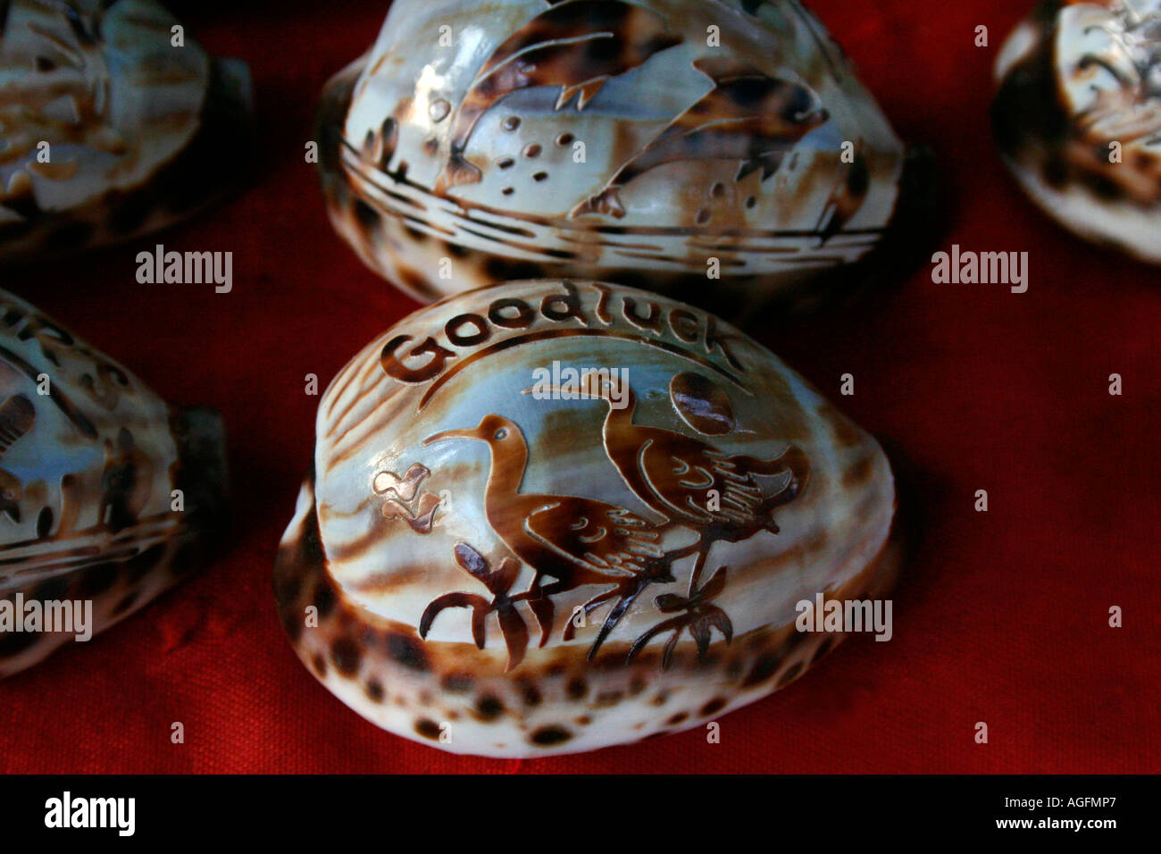 Kerala sea shells hi-res stock photography and images - Alamy