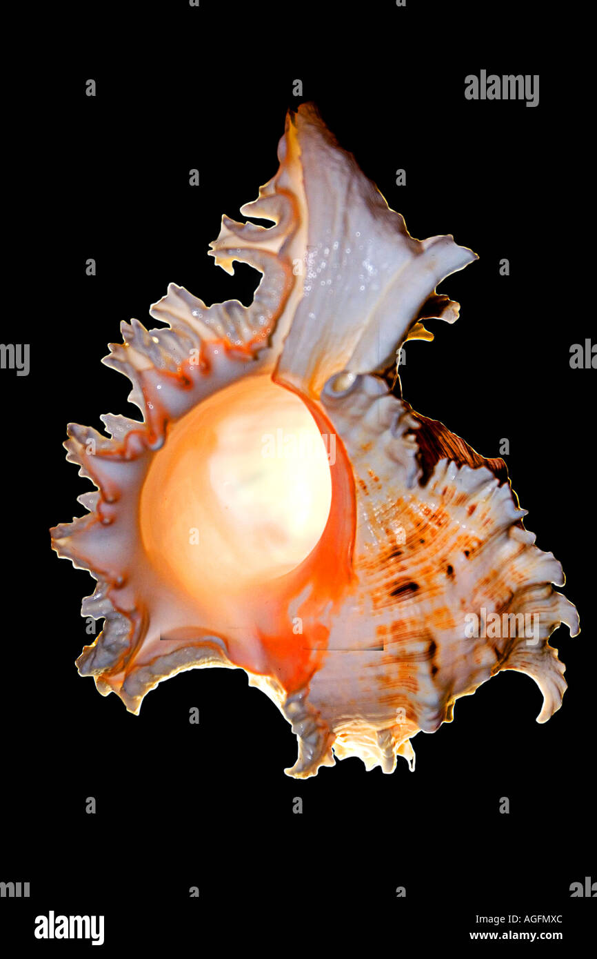 A close up photo of the underside of a spiny sea shell set against a ...