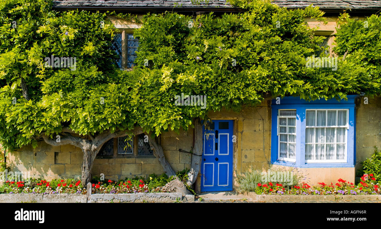 cottage with creeper plant growing all over it Stock Photo - Alamy