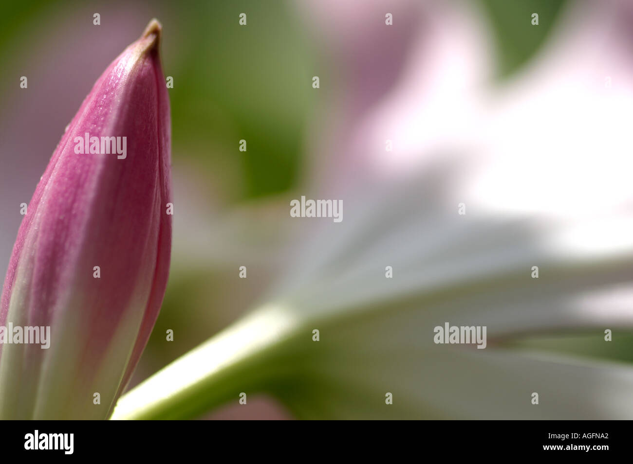 Crinum bulbispernum Cape lily flower Stock Photo - Alamy