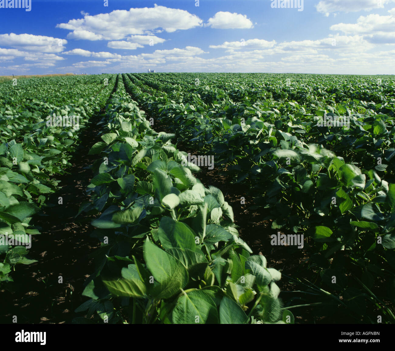 No till soybeans hi-res stock photography and images - Alamy