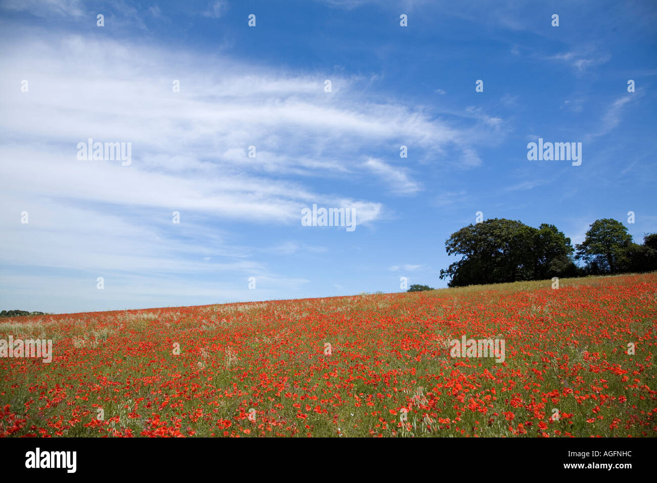 Poppy field, cirrus clouds and wood, Farningham, Kent Stock Photo - Alamy