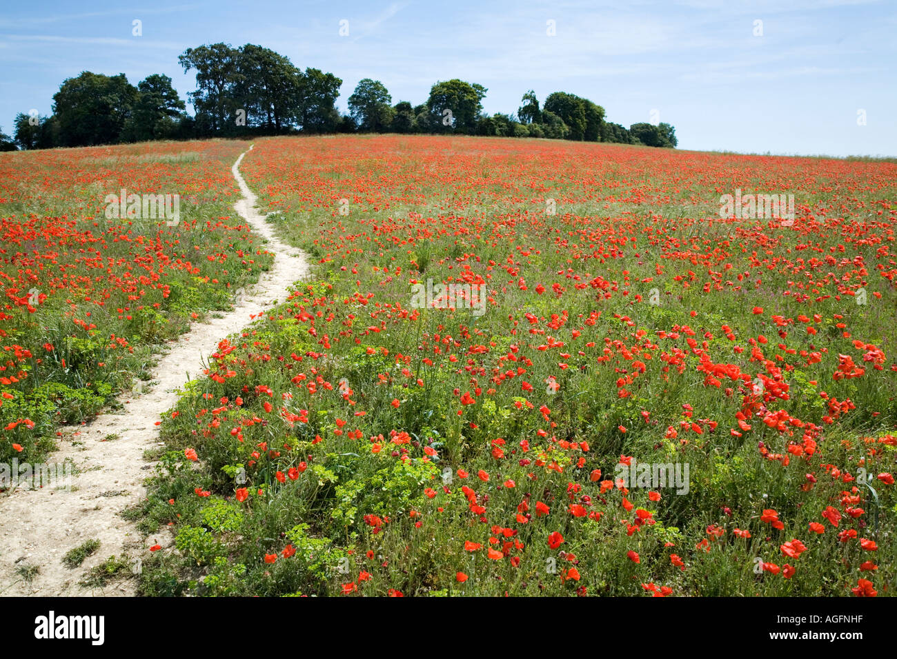 Poppy field, path and wood, Farningham, Kent Stock Photo - Alamy