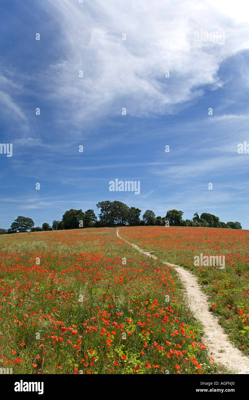Poppy field walk hi-res stock photography and images - Alamy