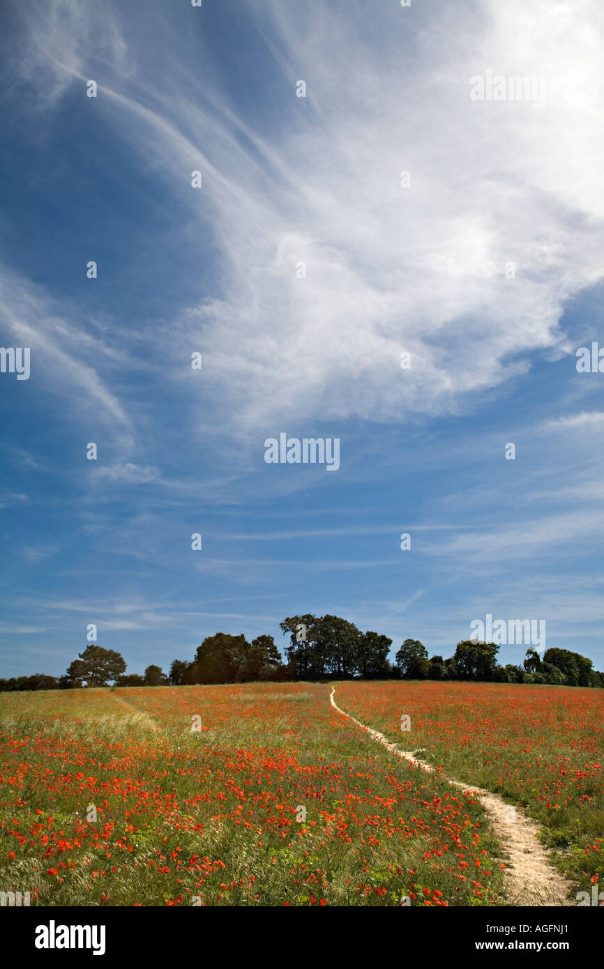 Farningham woods hi-res stock photography and images - Alamy