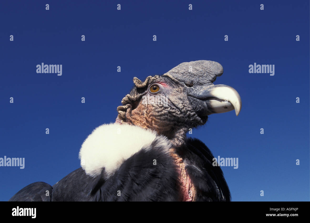 Bolivia near Zongo condor Stock Photo - Alamy