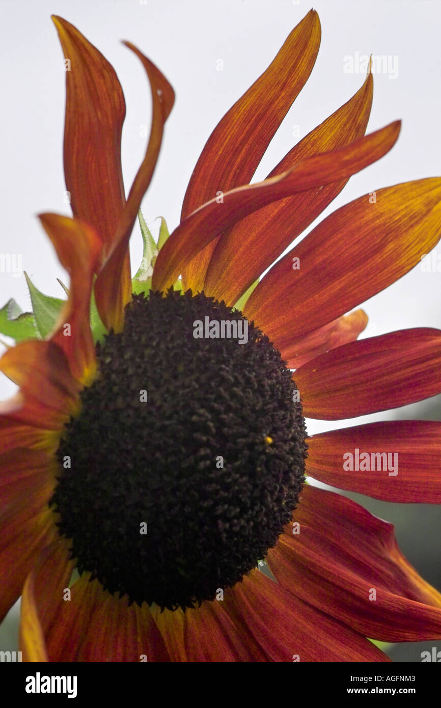 Bronze and sunflower hi-res stock photography and images - Alamy