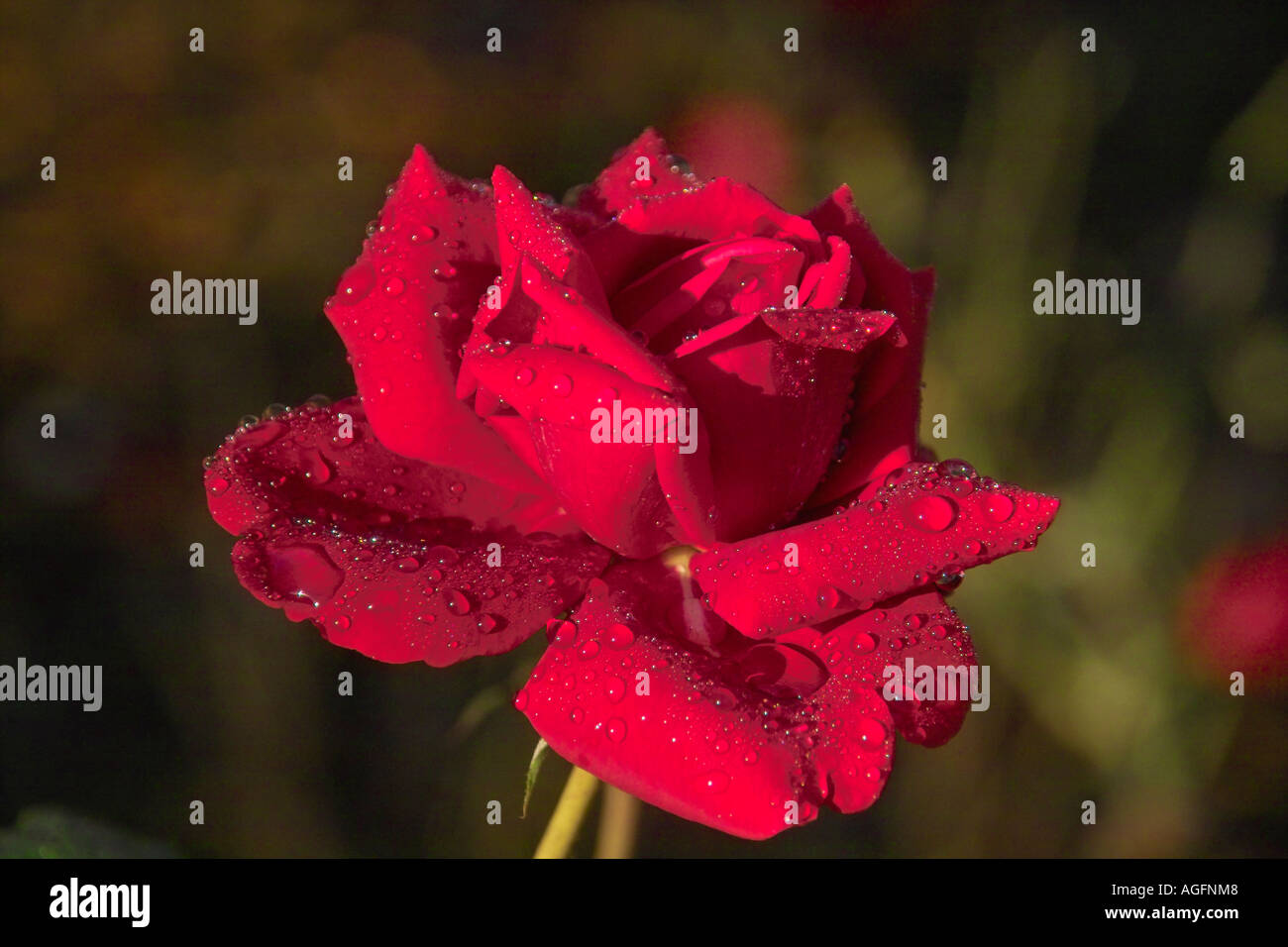 Late-flowering Rose, Autumn 2005 Stock Photo - Alamy