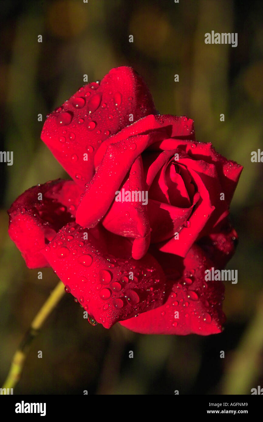 Full blown red rose hi-res stock photography and images - Alamy