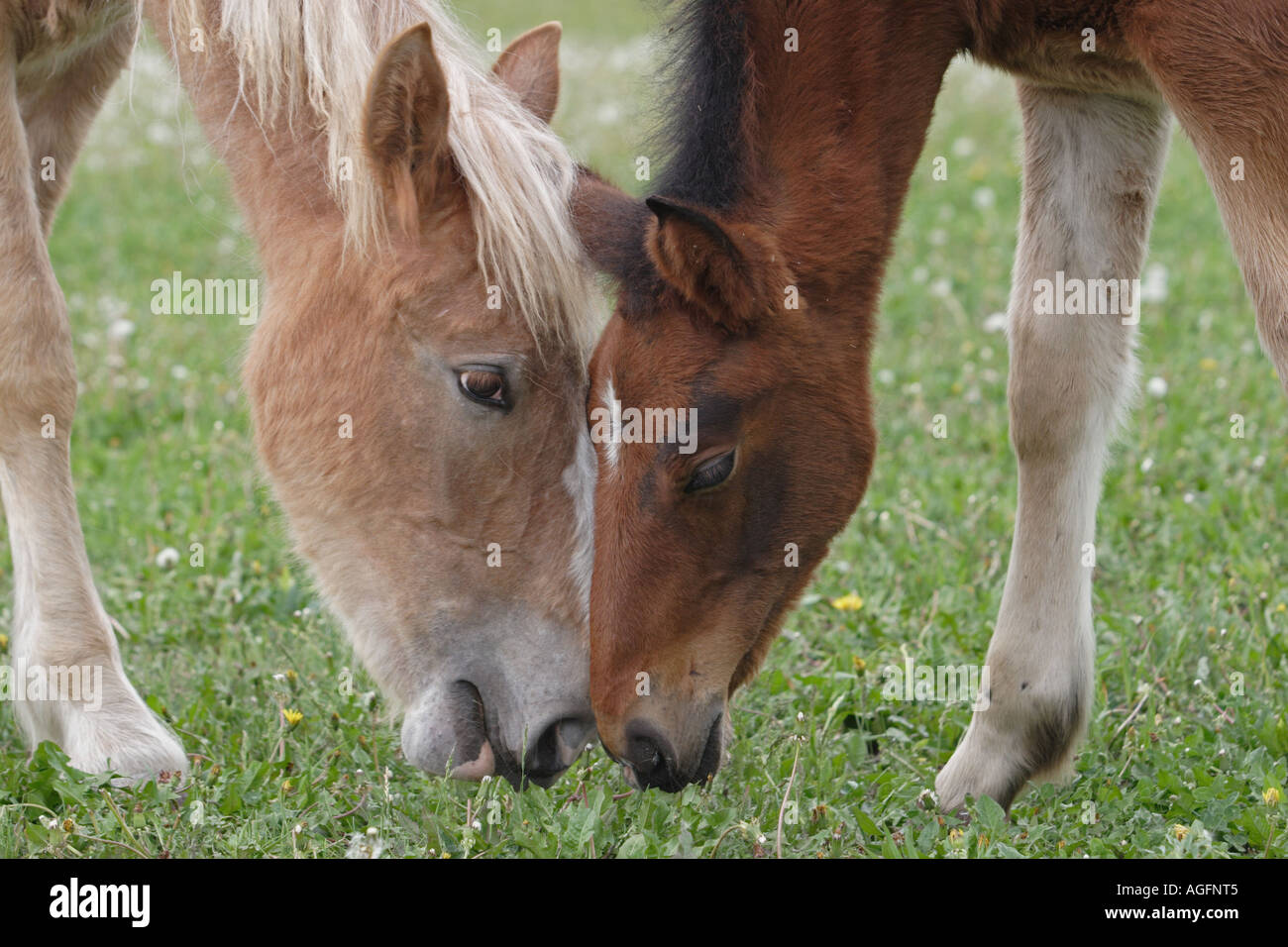 Two stud hi-res stock photography and images - Alamy