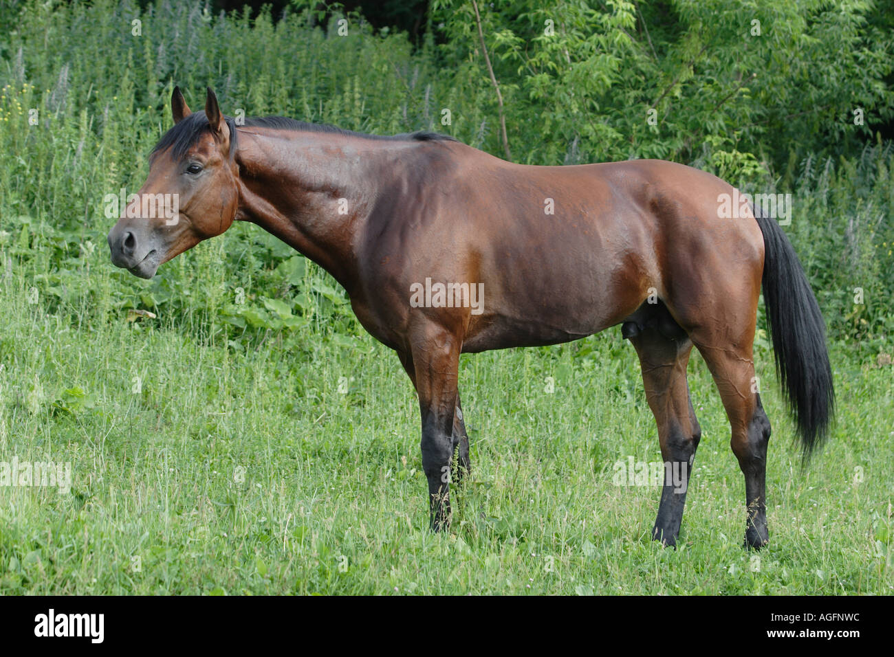 The horse is grazed Stock Photo - Alamy