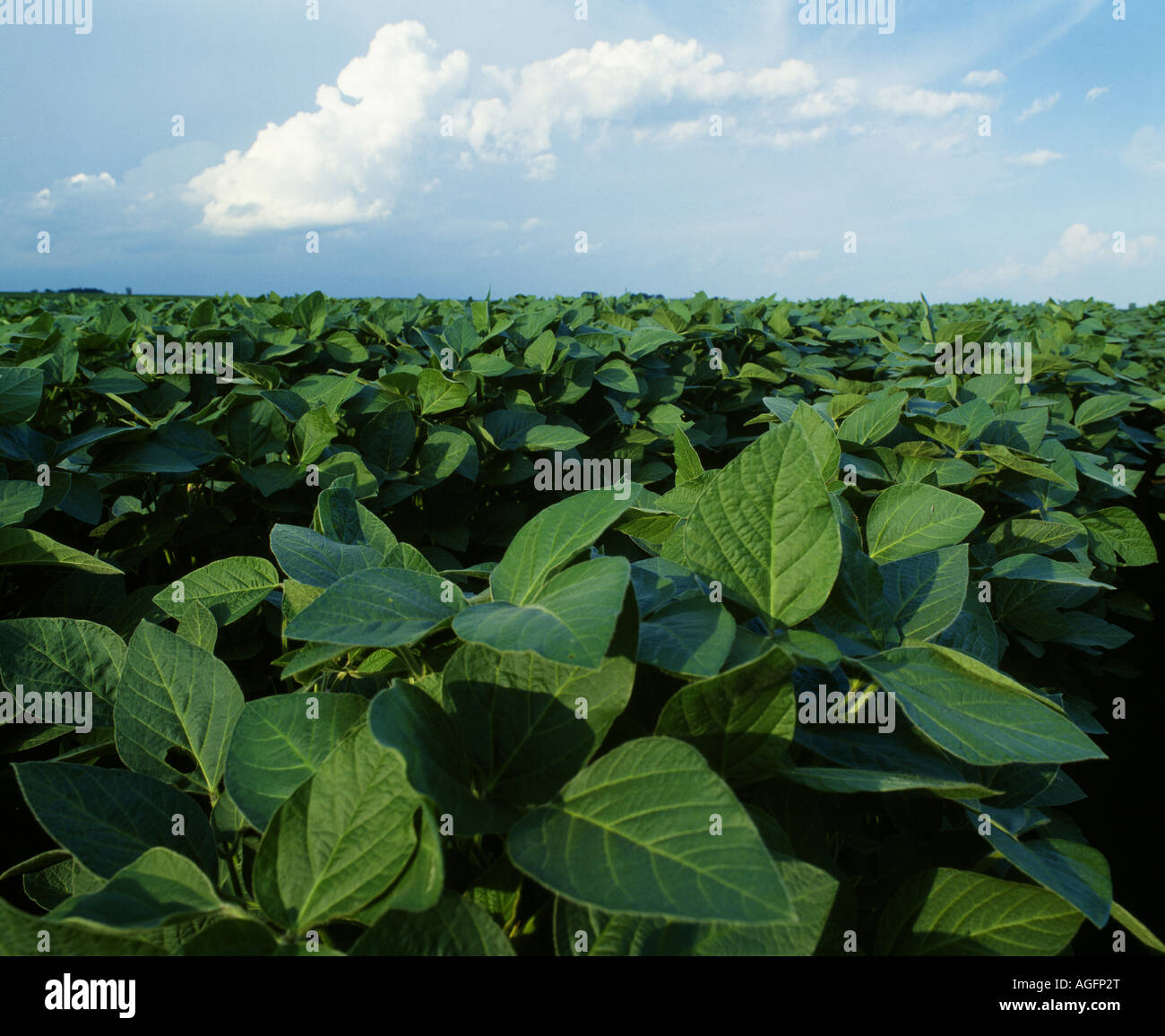 Lush green soybean plants hi-res stock photography and images - Alamy