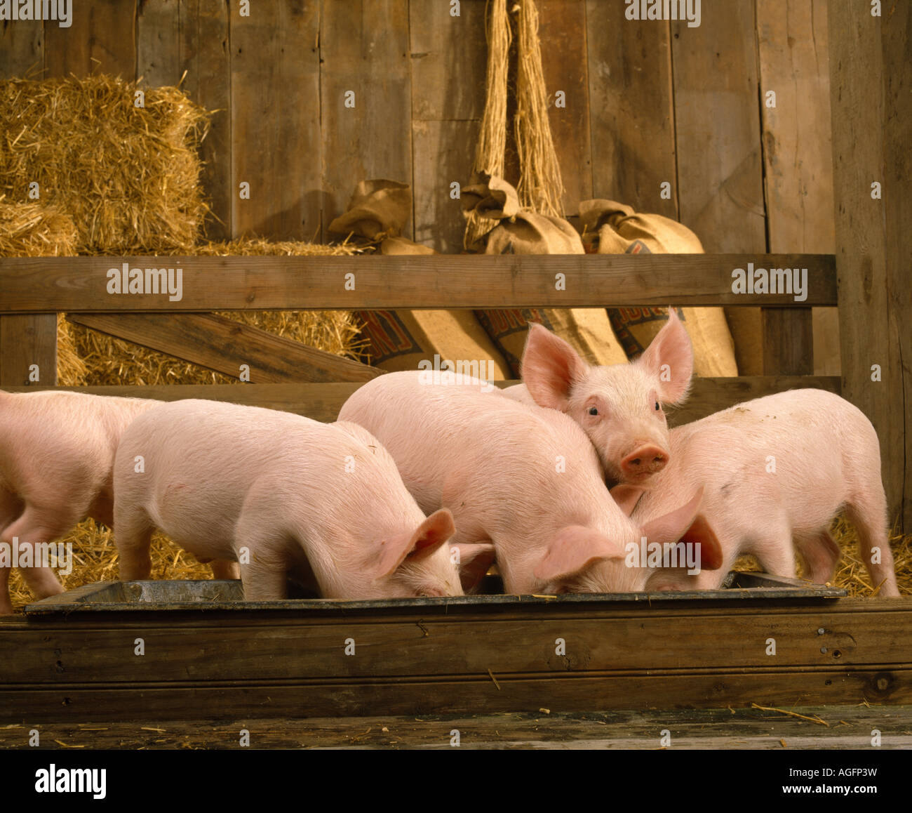 Pigs eating trough hi-res stock photography and images - Alamy